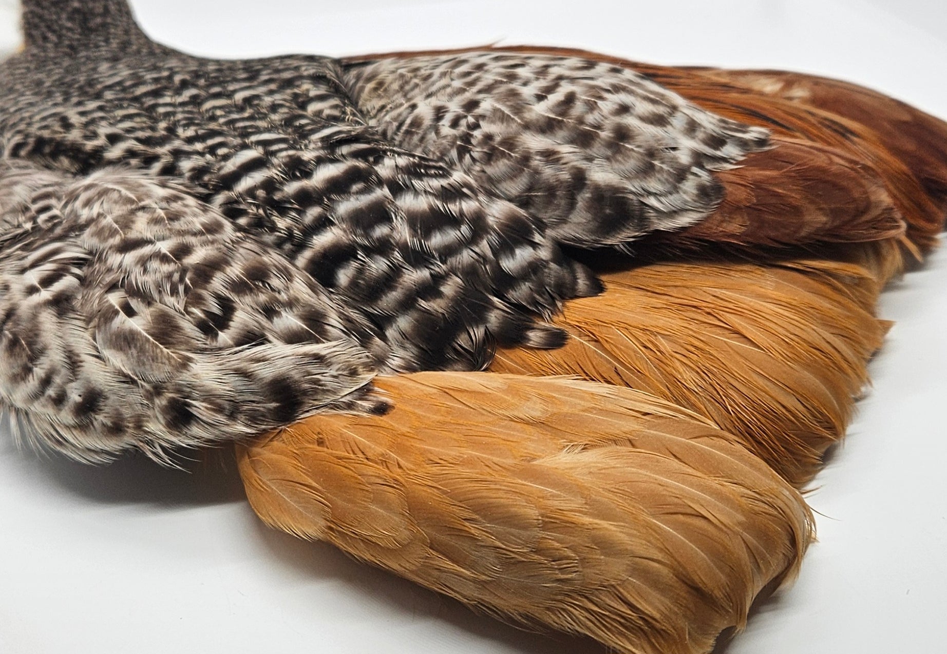 Whiting Farms 4Bs Hen Cape — Chuck N Duck Fly Tying Materials