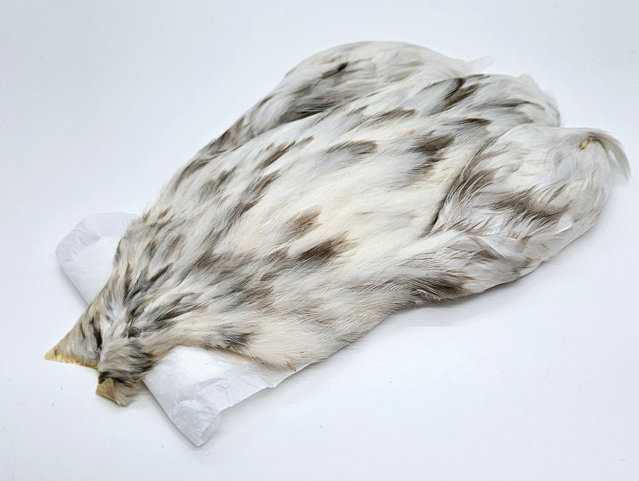 Whiting Farms 4Bs Hen Cape — Chuck N Duck Fly Tying Materials