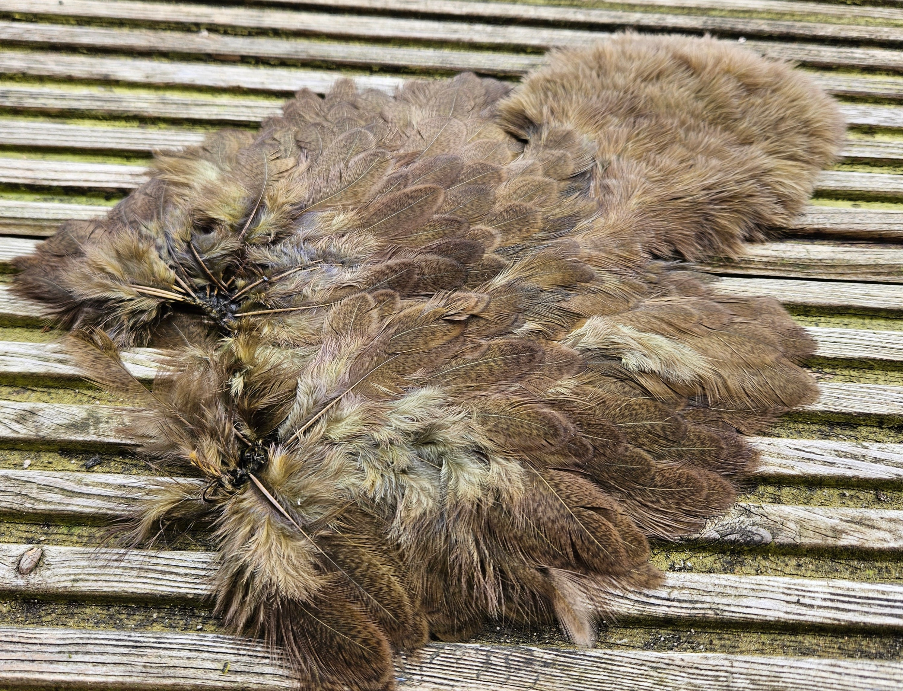 Whiting Farms - Brahma Hen Soft Hackle/Chickabou — Chuck N Duck Fly ...