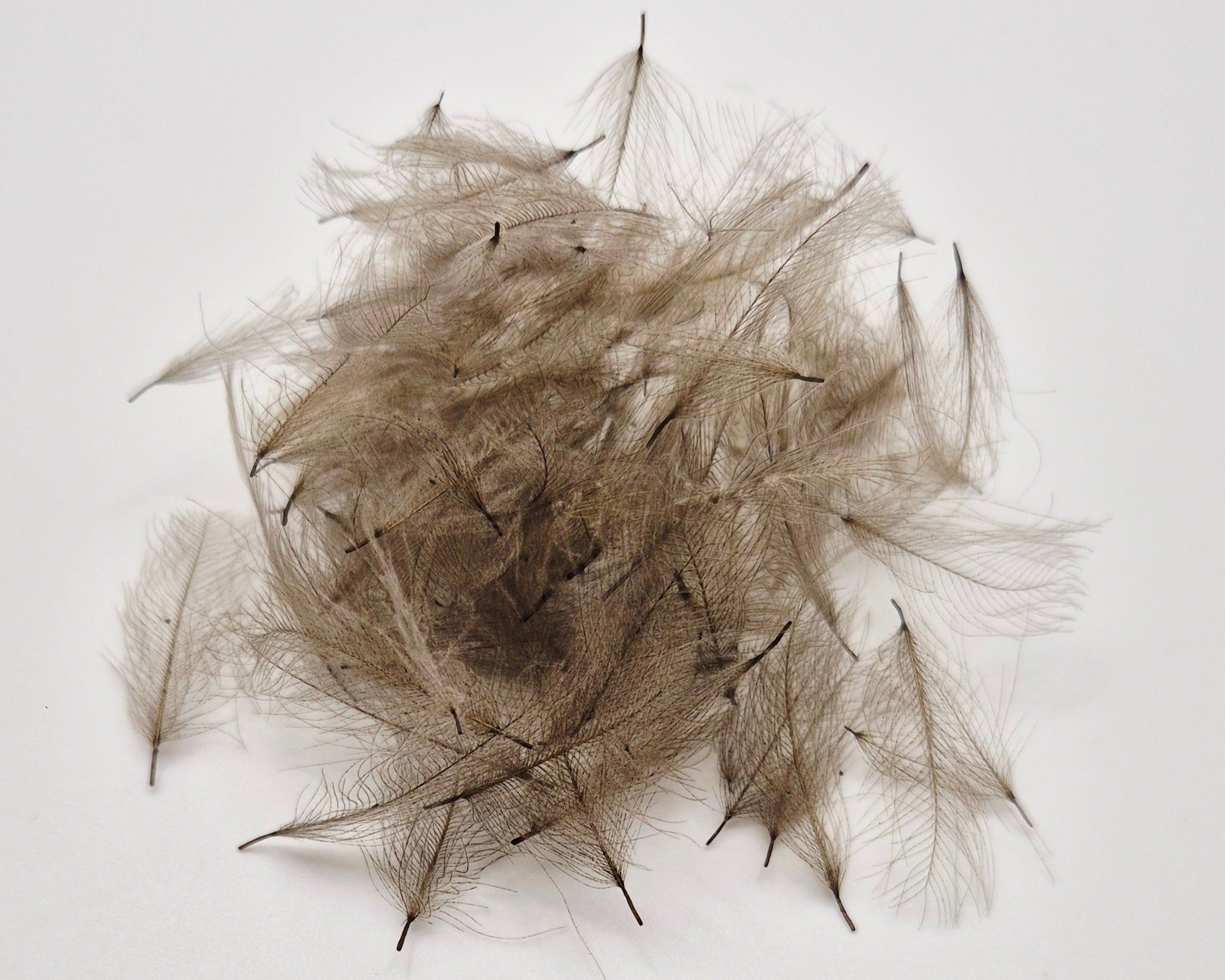 Nature's Spirit Duck Cul de Canard CDC — Chuck N Duck Fly Tying Materials