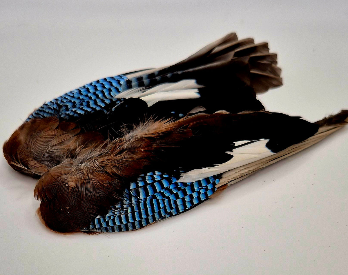 Veniard Jay Whole Wings — Chuck N Duck Fly Tying Materials